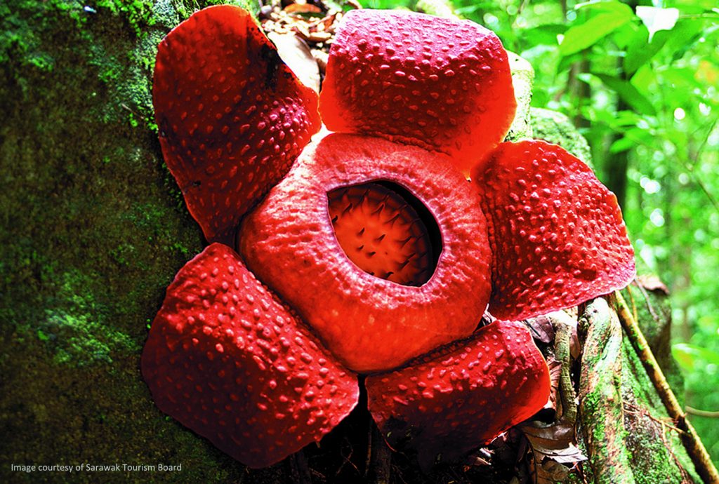 Siniawan Old Town Night Bazaar Borneo Experiences by Singgahsana Lodge ...